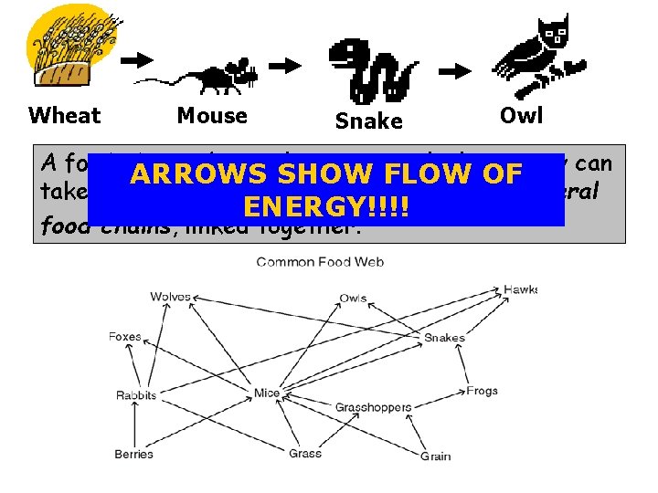 Back of Page 8 ENERGY FLOW Food Chains