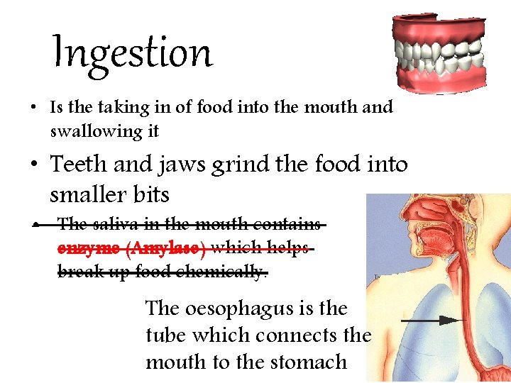 Digestion Breakdown of large insoluble food molecules into
