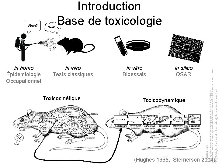Synthse environnementale GLOBAL DEFINITIONS OF ENVIRONMENTAL AND HEALTH
