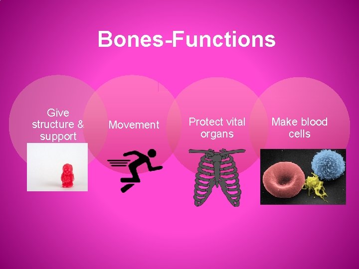 Introducing the MUSCULOSKELET AL System Any questions for