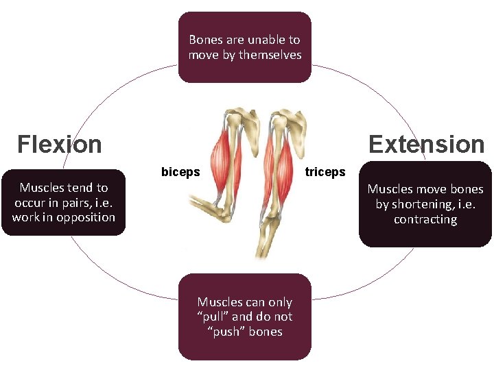 Introducing the MUSCULOSKELET AL System Any questions for