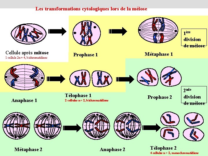 EMBRYOLOGIE GNRALE Dpartement de Pharmacie Dr Boudraa Imene