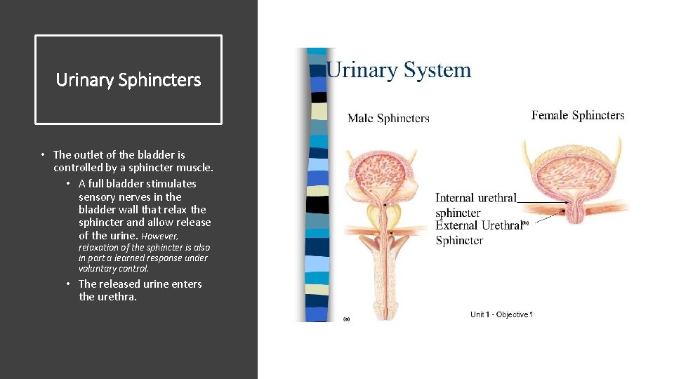 The Urinary System By Scientist Cindy What is