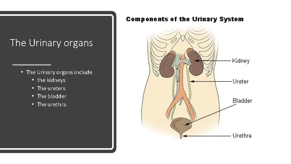 The Urinary System By Scientist Cindy What is