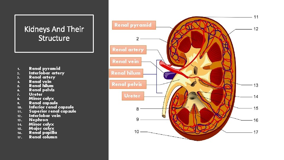 The Urinary System By Scientist Cindy What is