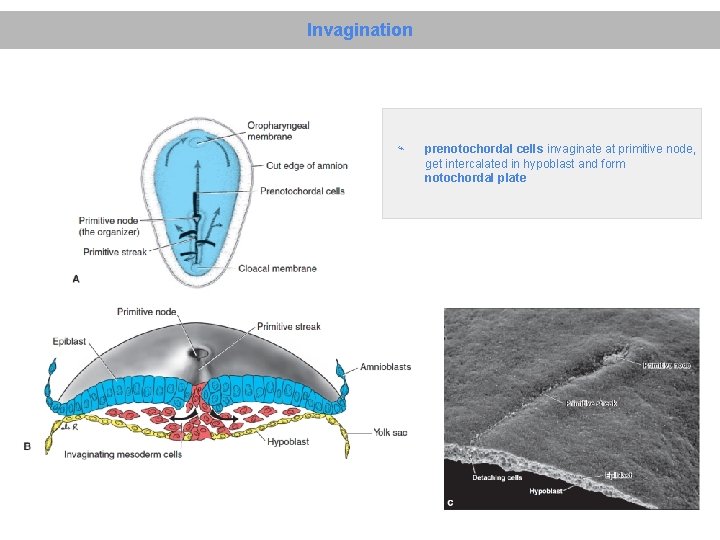 Molecular basis for gastrulation Formation differentiation and derivatives