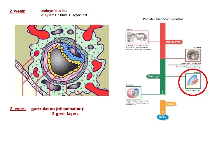 Molecular basis for gastrulation Formation differentiation and derivatives