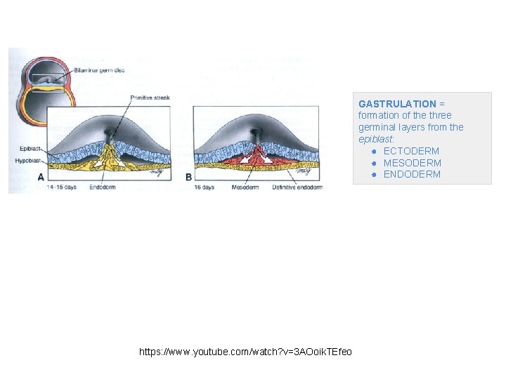 Molecular basis for gastrulation Formation differentiation and derivatives