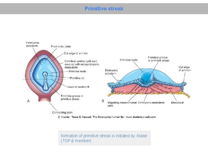 Molecular basis for gastrulation Formation differentiation and derivatives