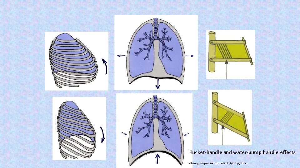 Respiratory system Buckethandle and waterpump handle effects Silbernagl