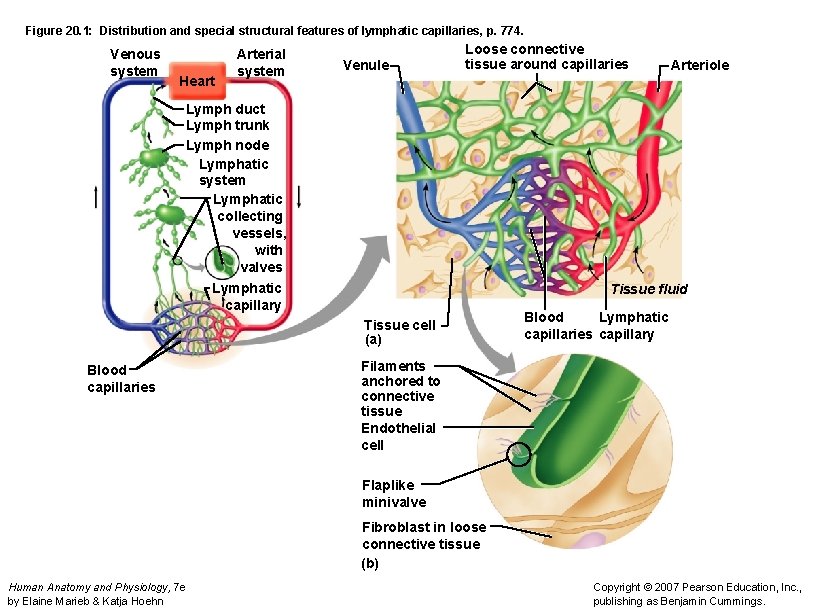 Chapter 20 The Lymphatic System Florence Rena Saba