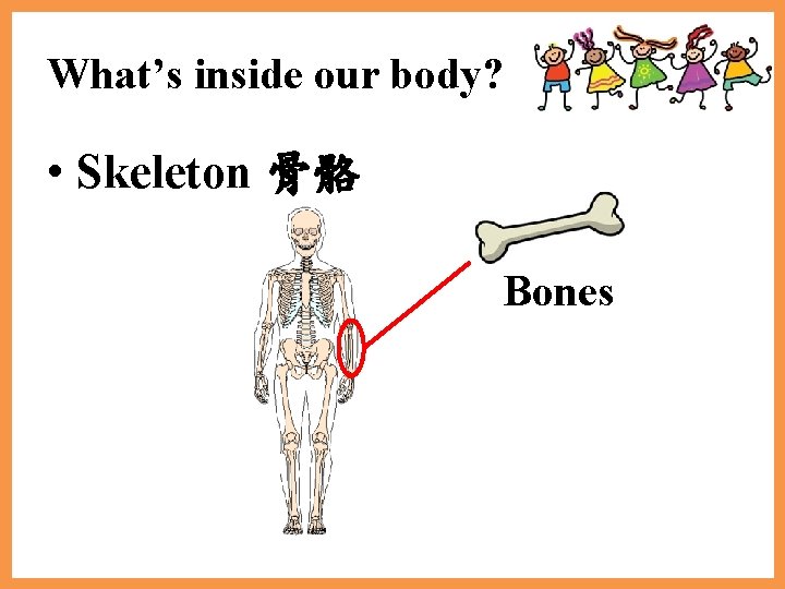 Skeleton and Muscles Whats inside our body Bones