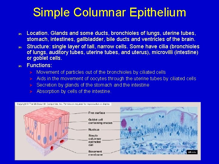 Chapter 5 Histology 1 INTRODUCTION Tissue group of