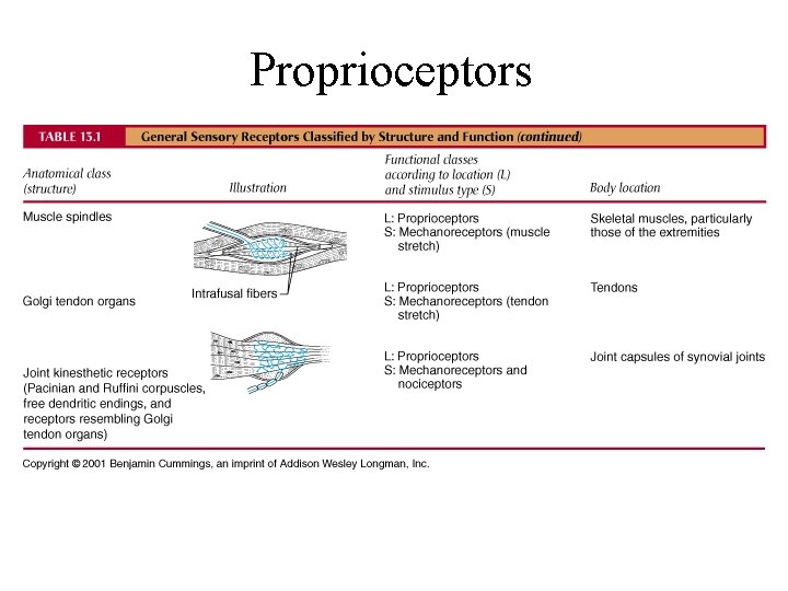 Sensory Comparative Anatomy Tony Serino Ph D Biology