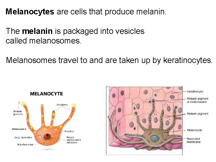 SKIN COLOR The wide variety of colors in