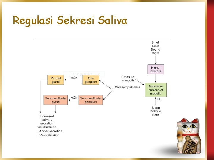 Sistem Pencernaan digestive system Bahan kuliah Anatomi fisiologi
