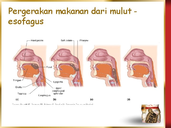 Sistem Pencernaan digestive system Bahan kuliah Anatomi fisiologi
