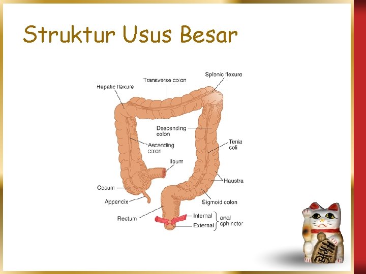 Sistem Pencernaan digestive system Bahan kuliah Anatomi fisiologi