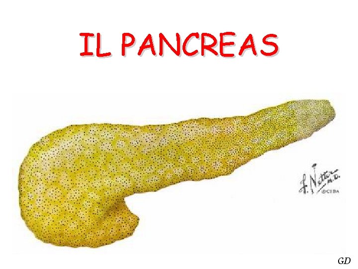 IL PANCREAS GD SEZIONE ISTOLOGICA DI PANCREAS GD