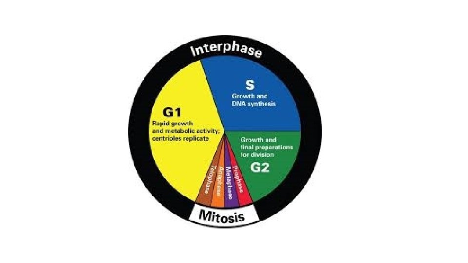 MEDICAL BIOLOGY Cell cycle Lecture 3 November 2018