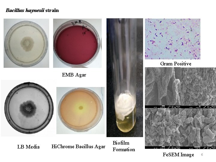Valorization of Organic waste into Biofertilizers An Approach