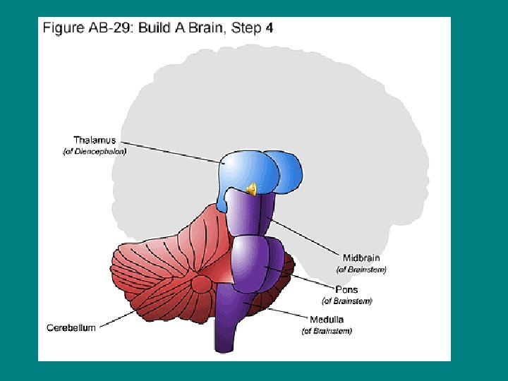 This Presentation Will Help You Understand The Brain