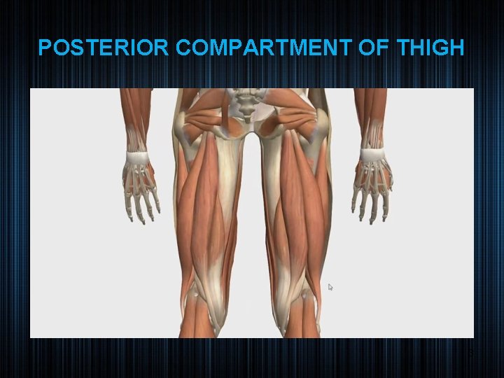 POSTERIOR COMPARTMENT OF THIGH Dr Luqman Asghar Dr
