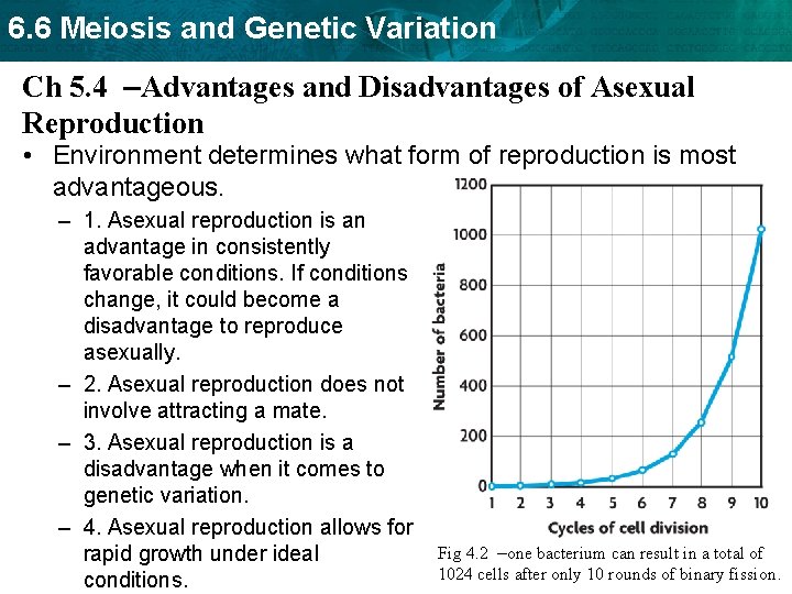 6 6 Meiosis and Genetic Variation KEY CONCEPT
