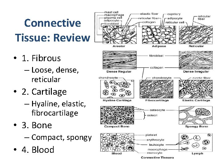 Histology Review Visual Quiz Anatomy and Physiology Ms
