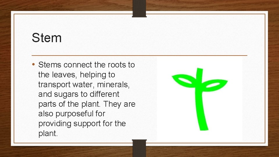 Plants and Animals By Michaela Ivey Alabama Course