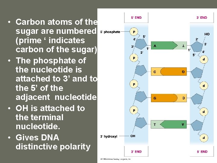 DNA Deoxyribonucleic Acid Watson and Crick Remember them