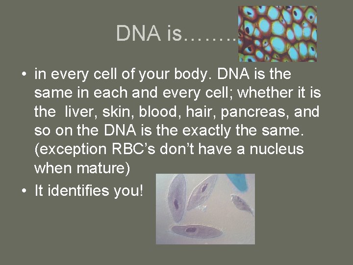 DNA Deoxyribonucleic Acid Watson and Crick Remember them