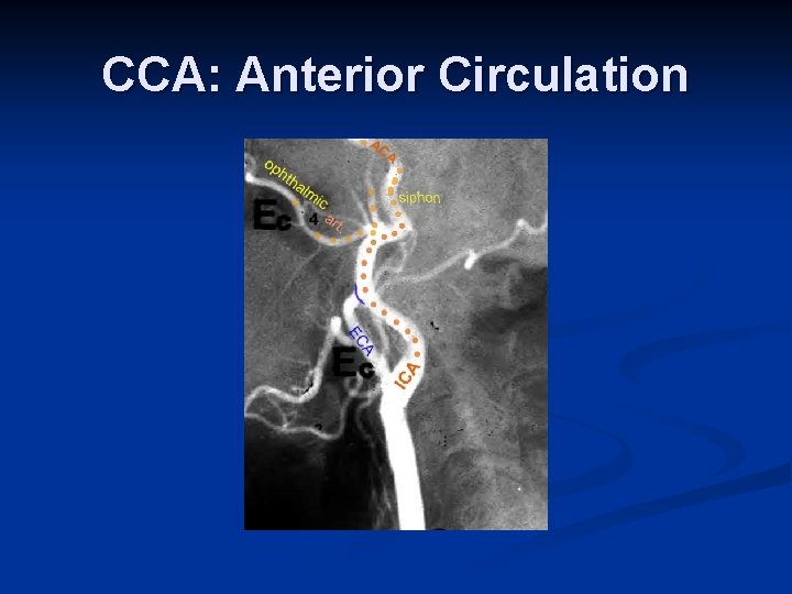 Sonographic Evaluation of Neck Vasculature CrossSectional Anatomy Dr