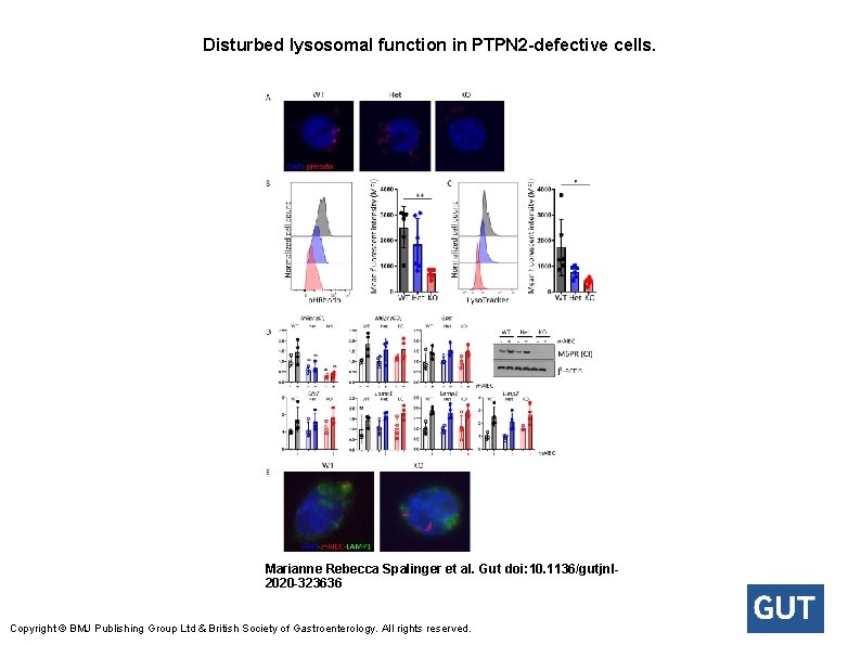 Autoimmune susceptibility gene PTPN 2 is required for