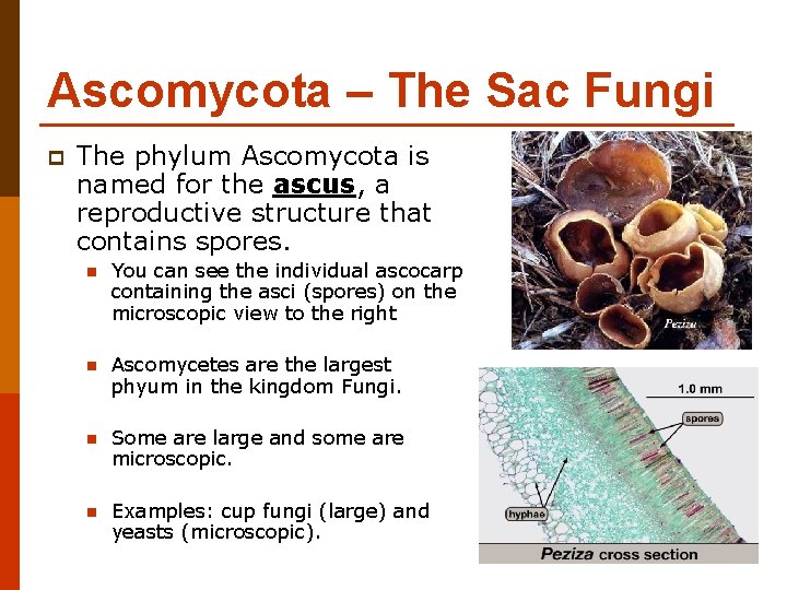 Fungi Common Types of Fungi What are Fungi
