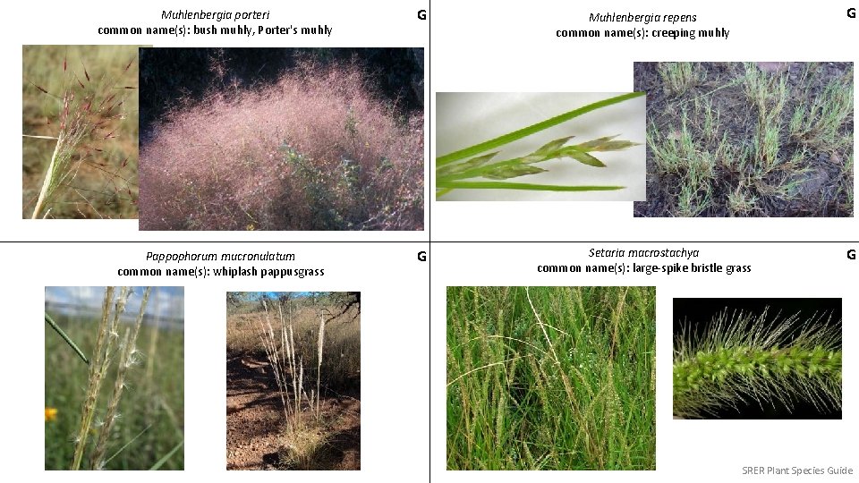 Grasses SRER Plant Species Guide Bothriochloa barbinodis common