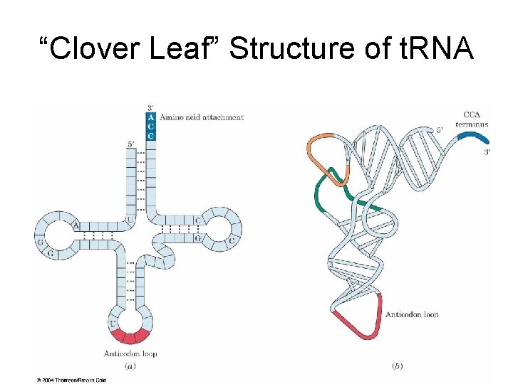 Nucleotides Nucleic Acids and Heredity Bettelheim Brown Campbell