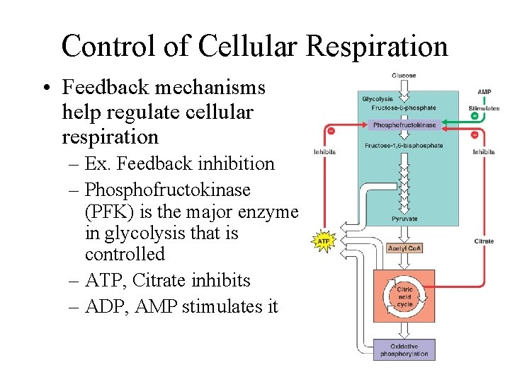 Fermentation and Control of Cellular Respiration AP Biology