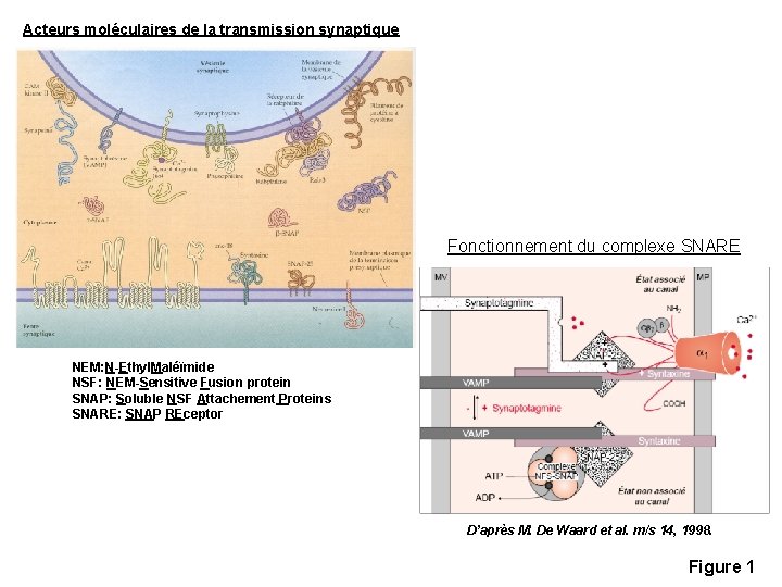 Acteurs molculaires de la transmission synaptique Fonctionnement du