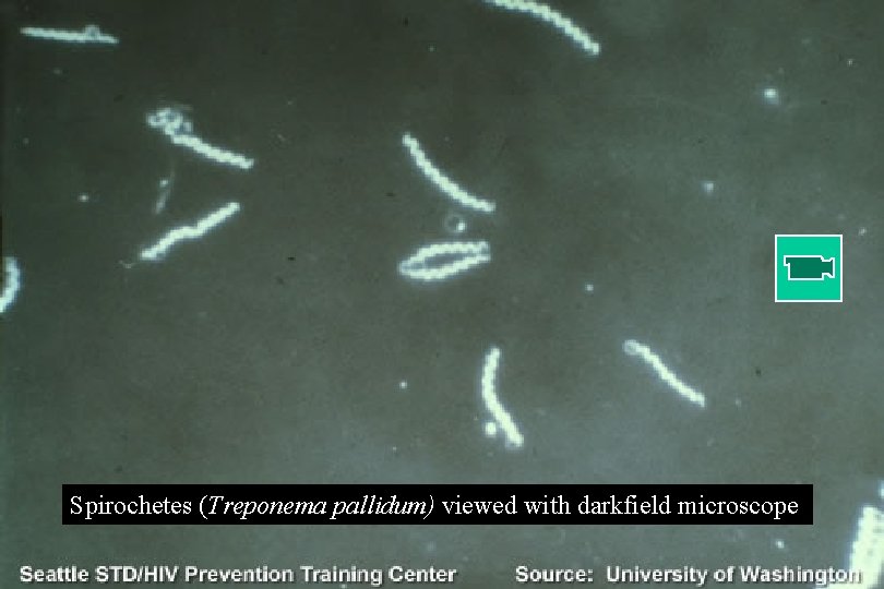 Ch 3 Observing Microorganisms Through a Microscope QA