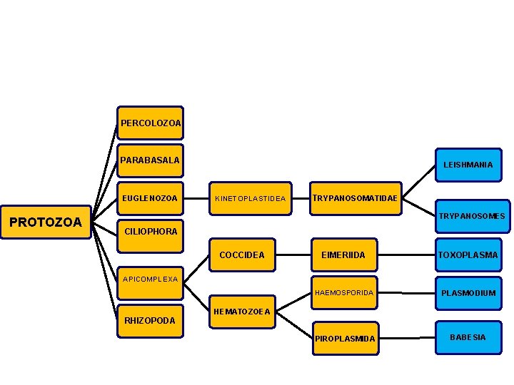 Blood and tissue sporozoa coccidian Outline n Blood