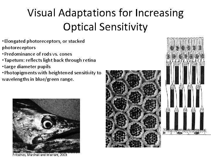 Deep Sea Visual Adaptations in Teleost Fish Review