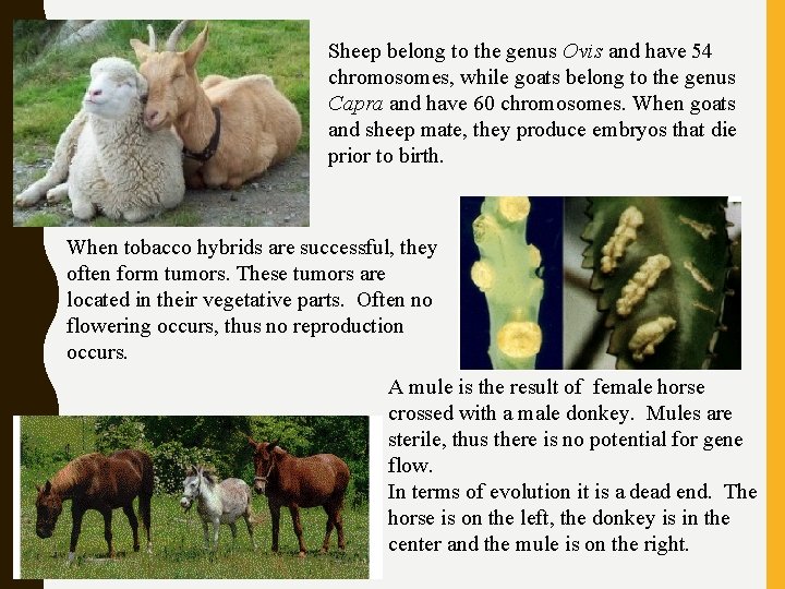 The Origin of Species TAXONOMY Originated with Linnaeus