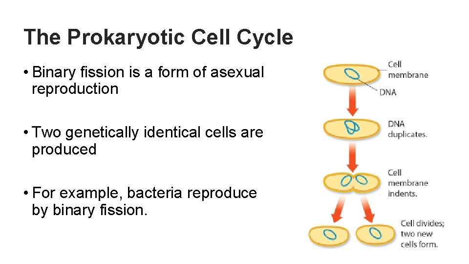 The Cell Cycle Biology Fall 2016 Think About