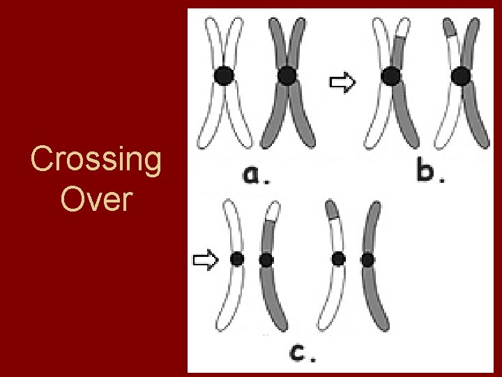 Meiosis and Sexual Reproduction Notes To be used