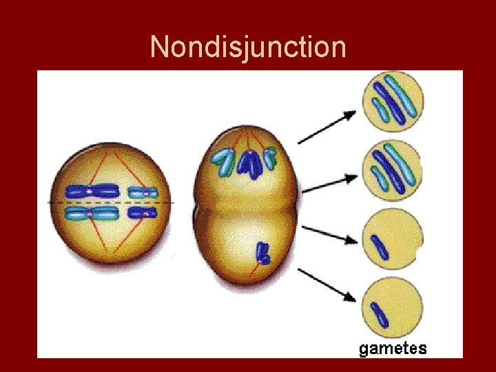 Meiosis and Sexual Reproduction Notes To be used