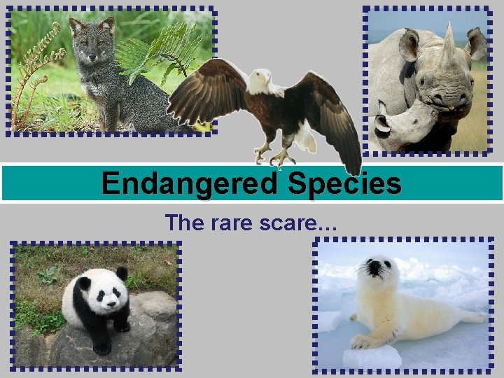Endangered Species The rare scare What is an