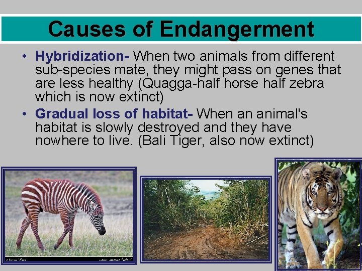 Endangered Species The rare scare What is an