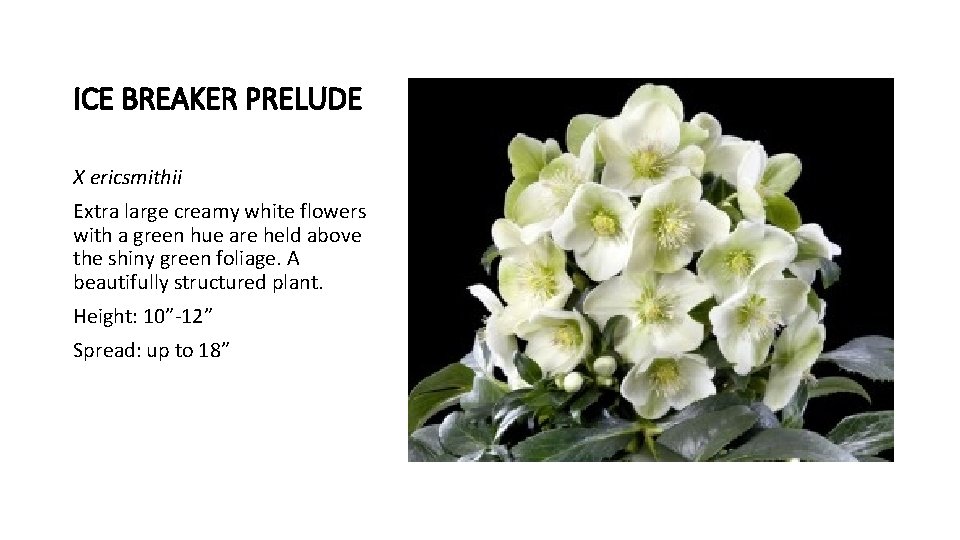 Heavenly Hellebores the Earth Bound Collection 2016 ANGEL