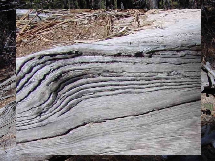 Introduction to Dendrochronology and Fire Histories Dendrochronology Dendron